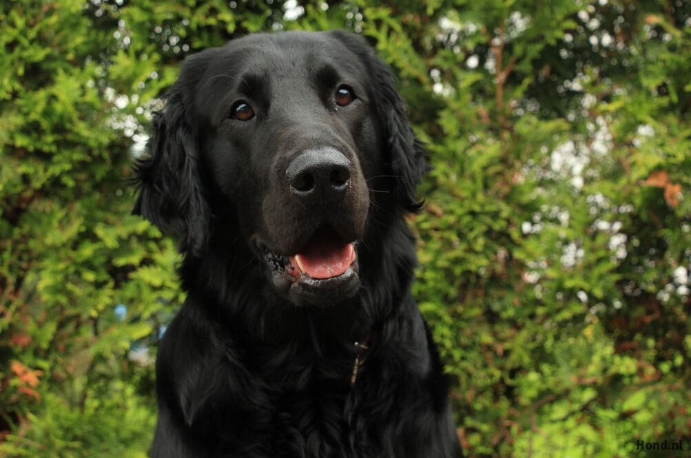 Flat Belagt Retriever