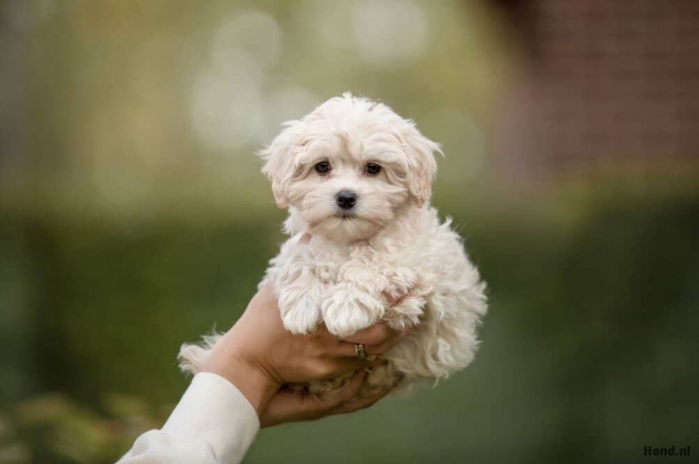 Maltipoo Aibreog