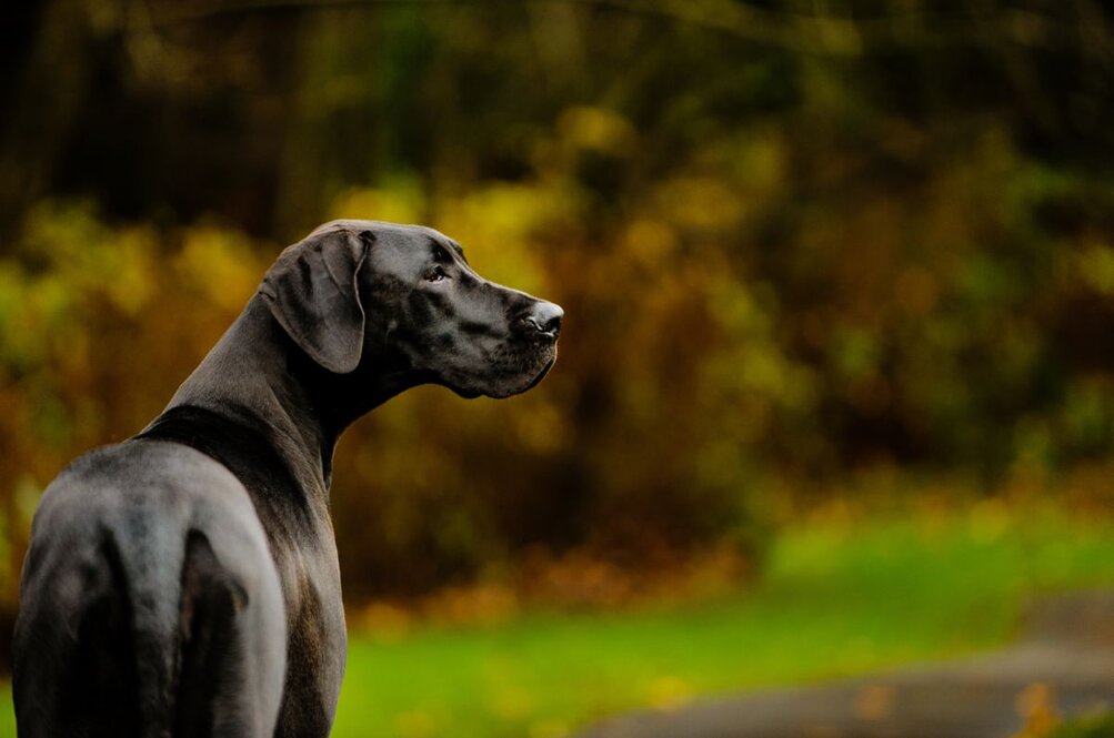 Onyx Gestroomde Duitse Dog Vom Merckelbach Duitse Doggen Kennel