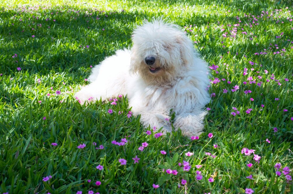 Komondor Lab Mix Komondor Great Pyrenees Mix: Info, Pictures, Care