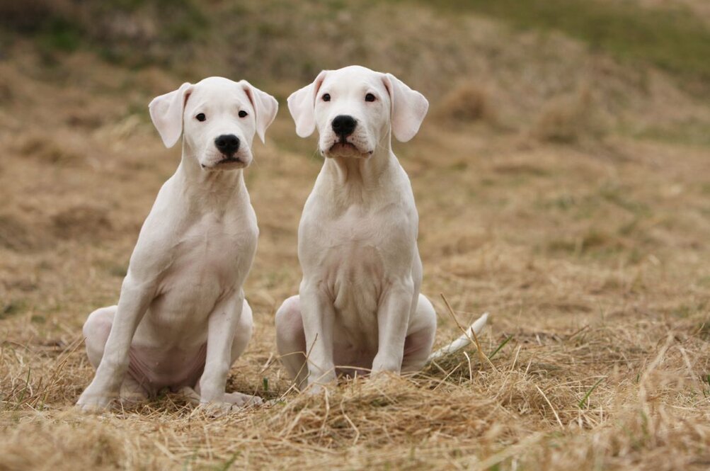 10 Witte Hondenrassen Alles Over Hondenrassen De Nieuwe Hond Images
