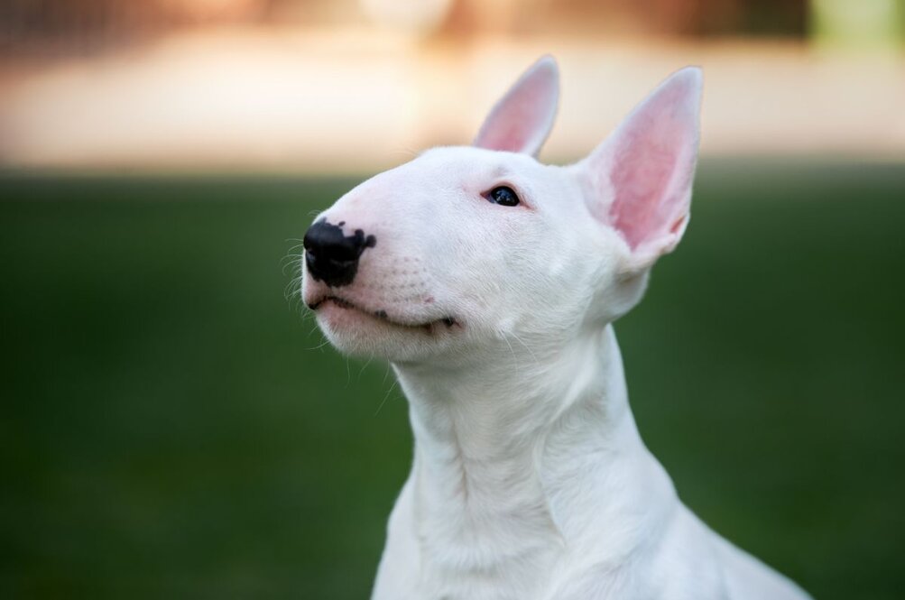 10 Witte Hondenrassen Alles Over Hondenrassen De Nieuwe Hond Images