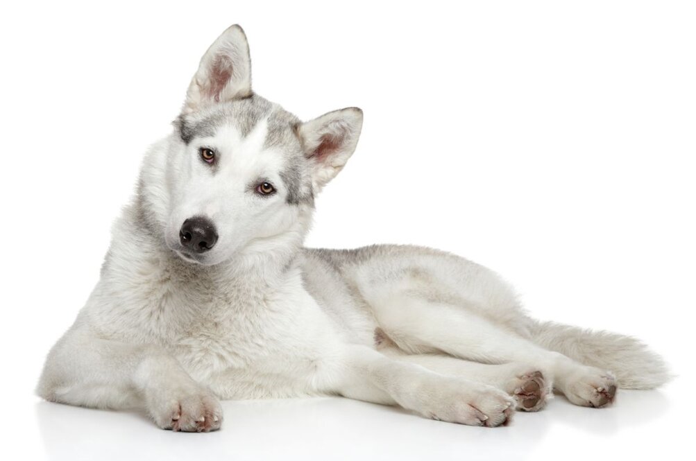 10 Witte Hondenrassen Alles Over Hondenrassen De Nieuwe Hond Images