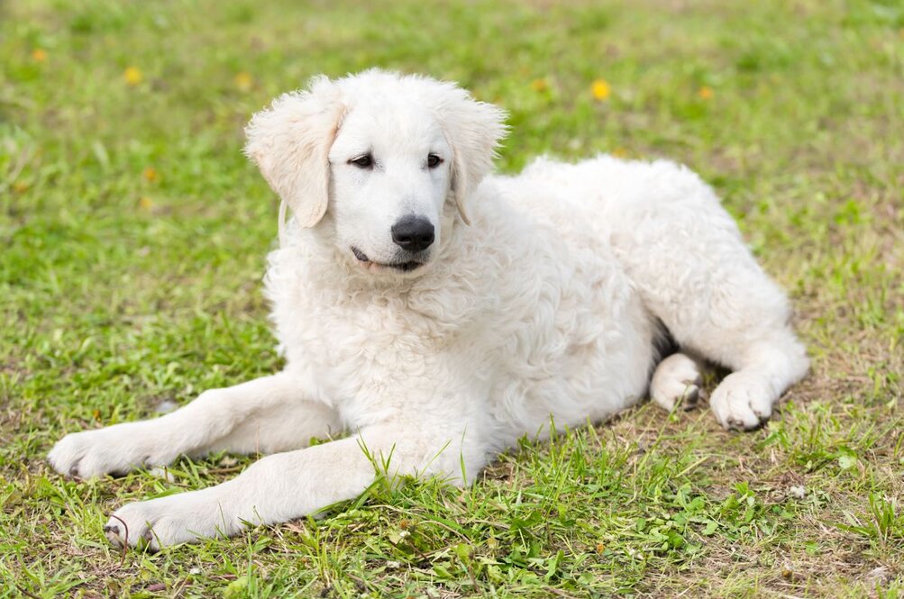 Gigantische Witte Hond Berghond Van De Maremmen Alles Over Dit