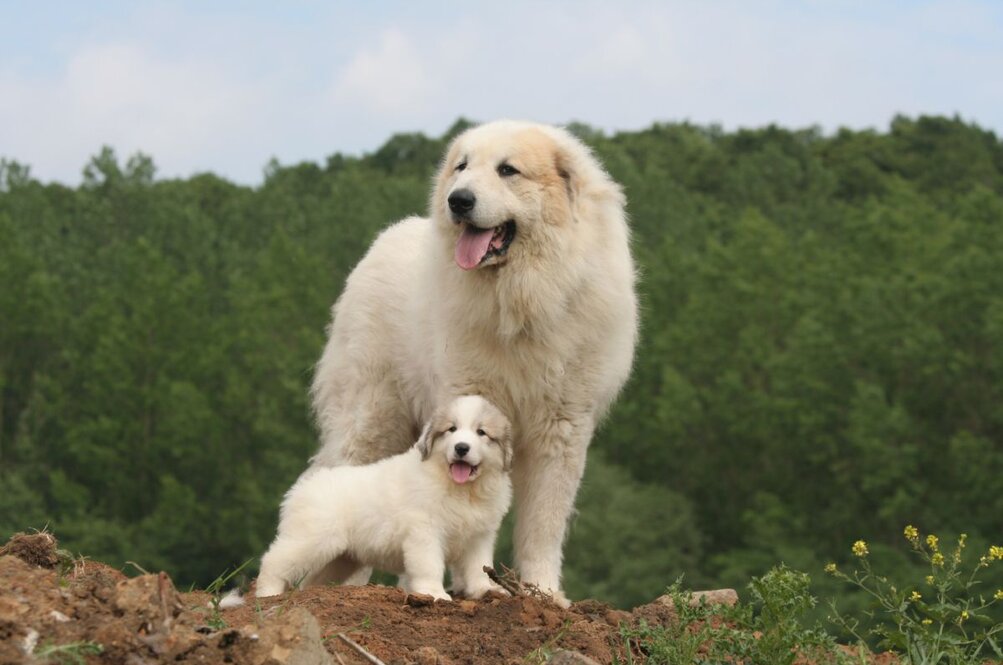Pyreneese Berghond