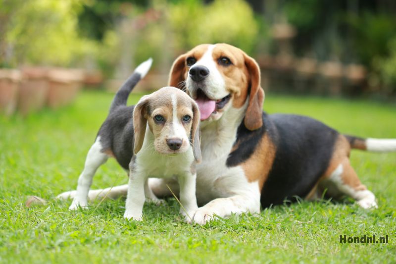 Echter Snoopy Beagle