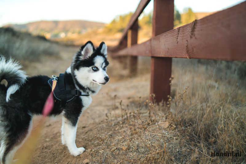 Pomsky Miniatura Pomsky Dogs – Ontario Pomskies & Keurwood