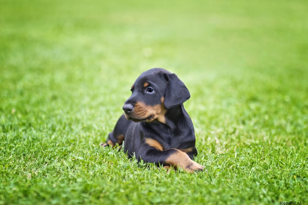 Baby Doberman Pinscher Doberman Worldwide 🌍 (@doberman_worldwide)