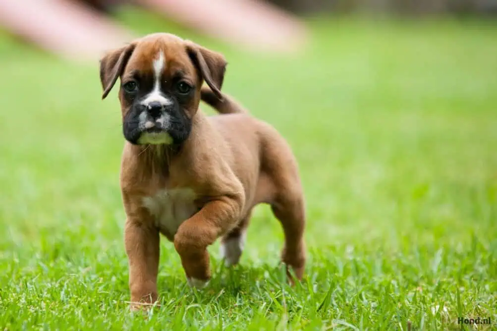 Duitse Herder Boxer Mix