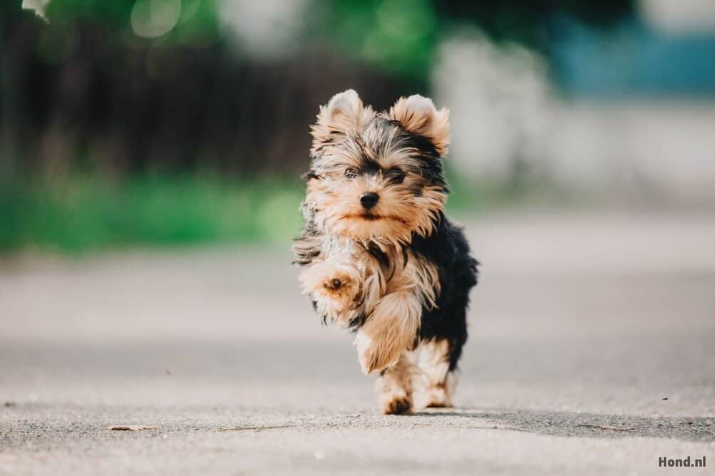 Schattige Yorkie Puppy's Cute Smiling Yorkshire Terrier Puppy | Free
