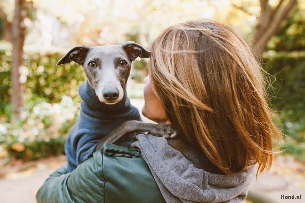 Italiaanse Windhond Lachend WINDHONDEN HALSBANDEN Webshop Voor