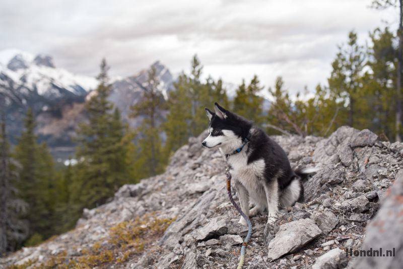 Siberische Husky Pomeriaan Mix Volgroeid