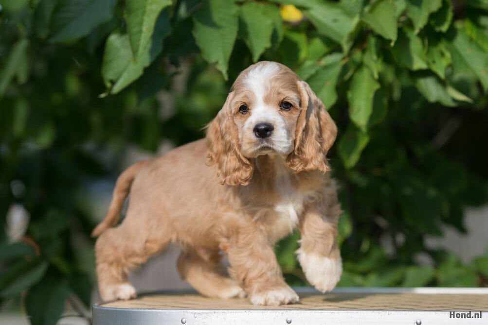 Cocker Spaniel Welpen