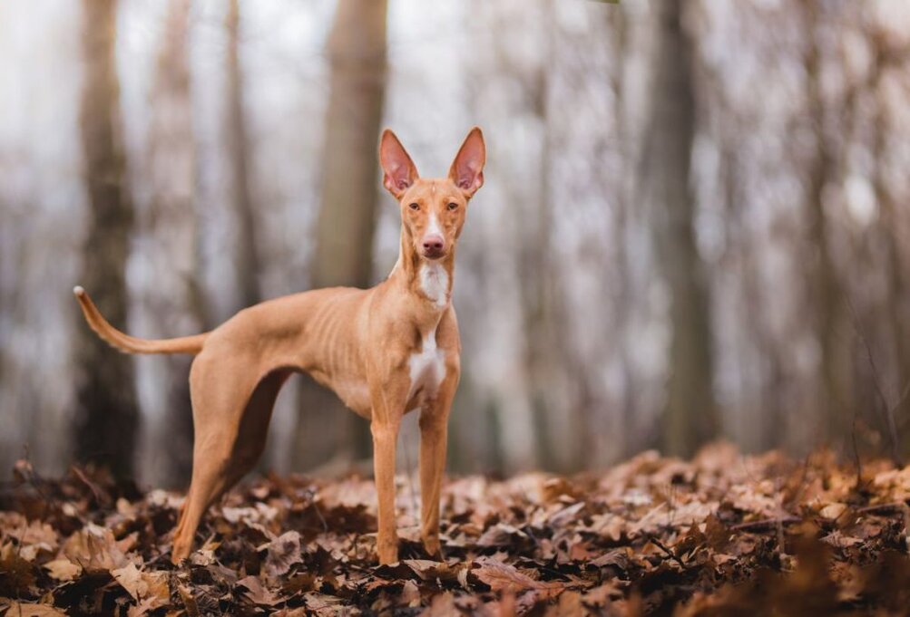 Zwarte Farao Hond Dakloze Eenzame Honden In De Toeristische Plaatsen