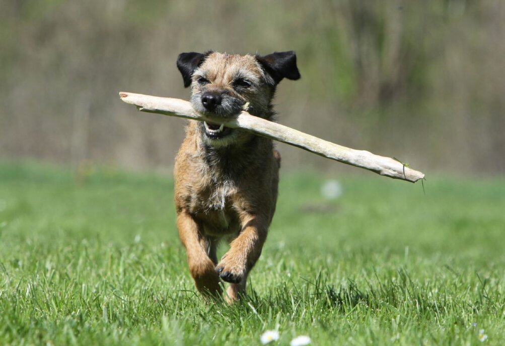 Mezcla De Border Terrier Dave Coster's Fishing Diary January Fish