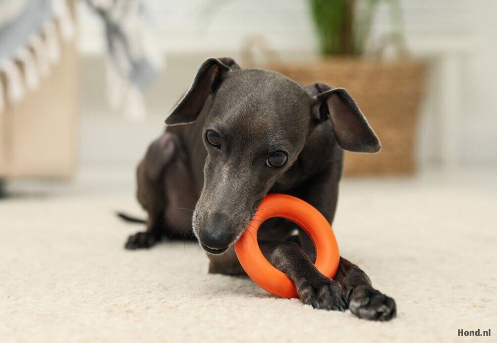 Zwarte Miniatuur Italiaanse Windhond