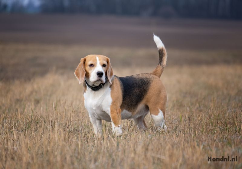 Echter Snoopy Beagle Herplaatsing Beagles 4EverHome