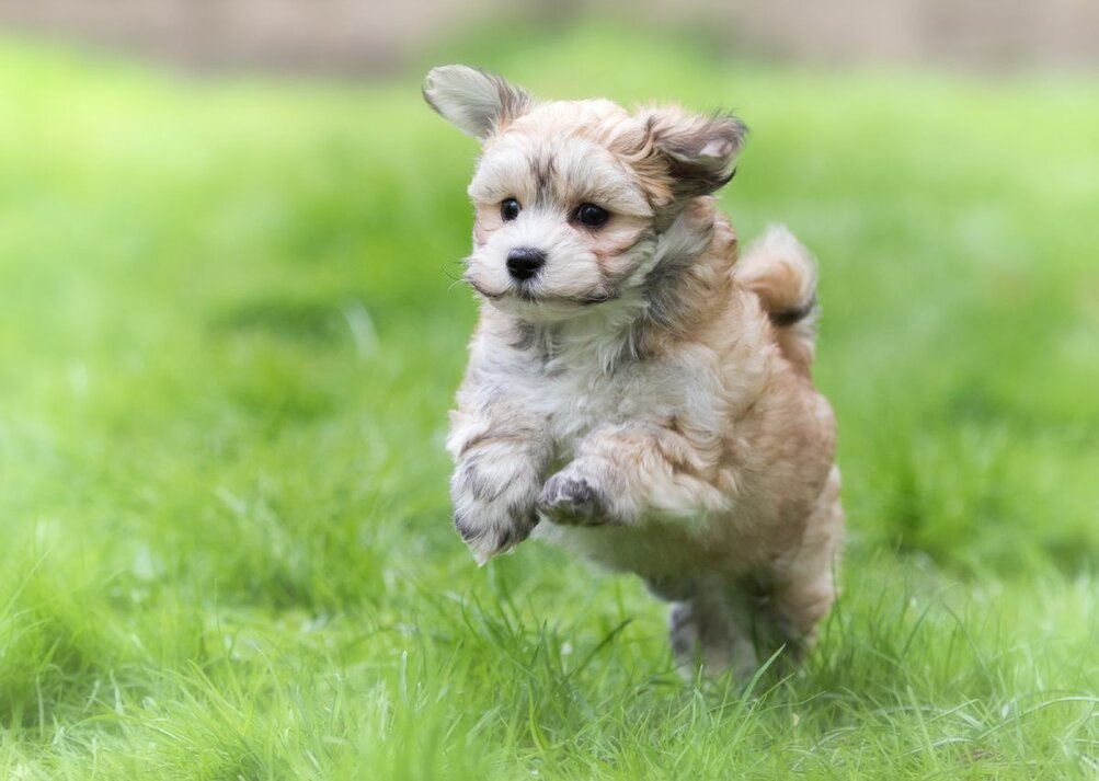 10 Witte Hondenrassen Alles Over Hondenrassen De Nieuwe Hond Images