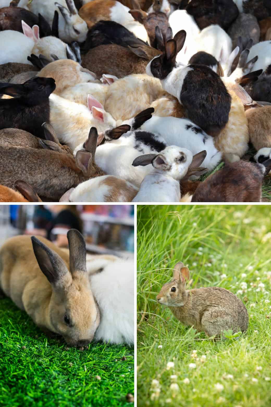 multiple rabbits called