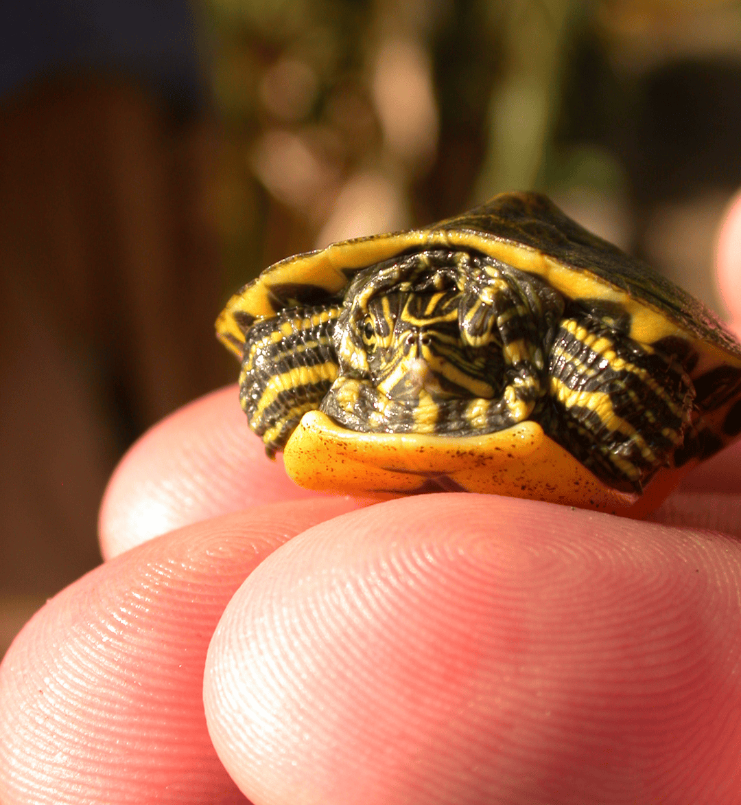world's smallest tortoise