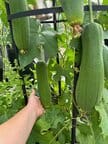 luffa growing uk