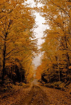 What Trees are Native to Long Island: A Comprehensive Guide - We Like ...