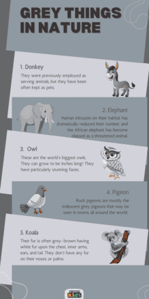 infographics - BurbanKids.Com