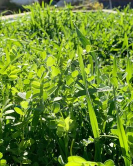 green manure
