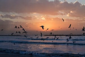 Types of Gulls on Long Island: A Comprehensive Birdwatching Guide - We ...