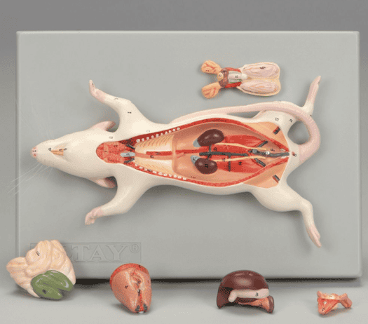 animal dissection simulation