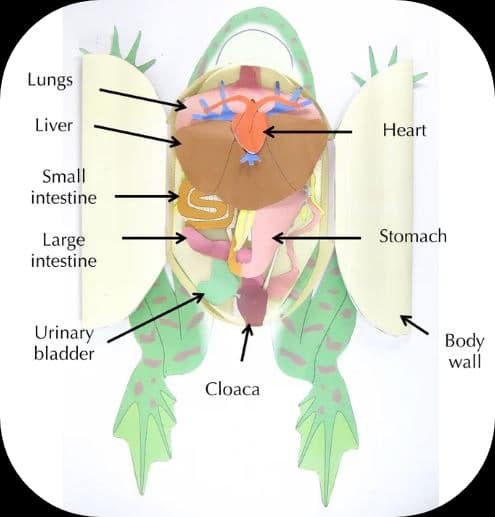 frog lungs description