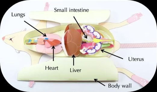 rat dissection method