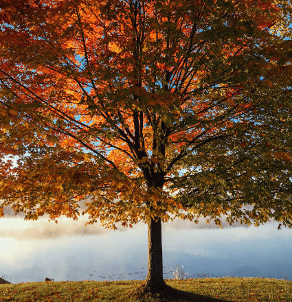 Common Trees in Long Island: A Comprehensive Guide to Identifying Local ...