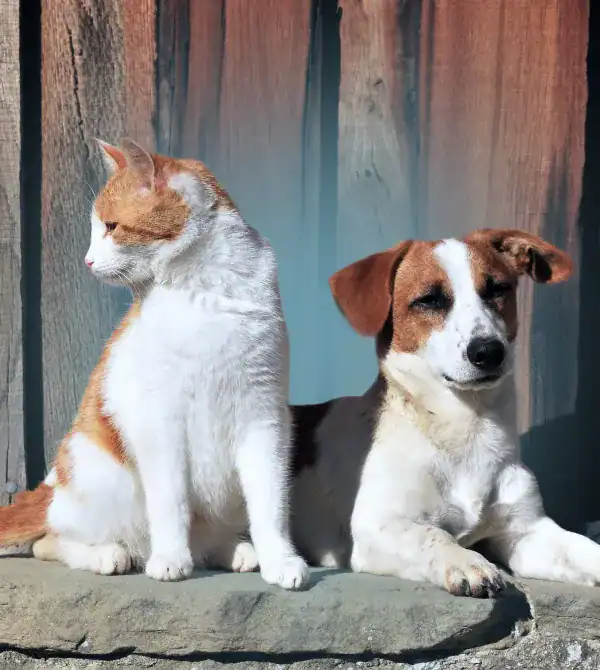 Contact | National Anti-Vivisection Society