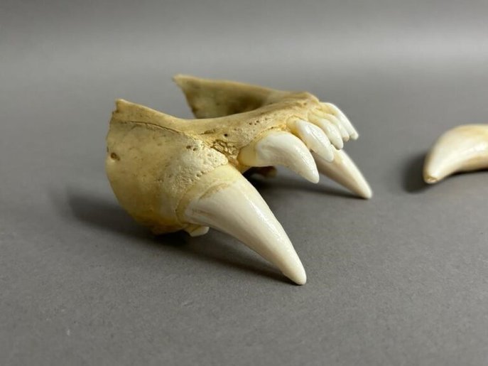 Polar Bear Tooth and Teeth on Jaw - AuctionsOntario.ca