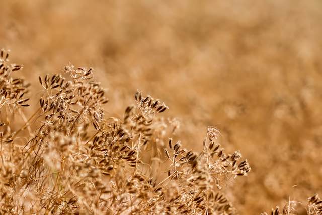 cumin plant uk