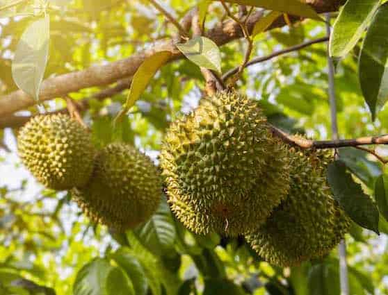 durian tree uk