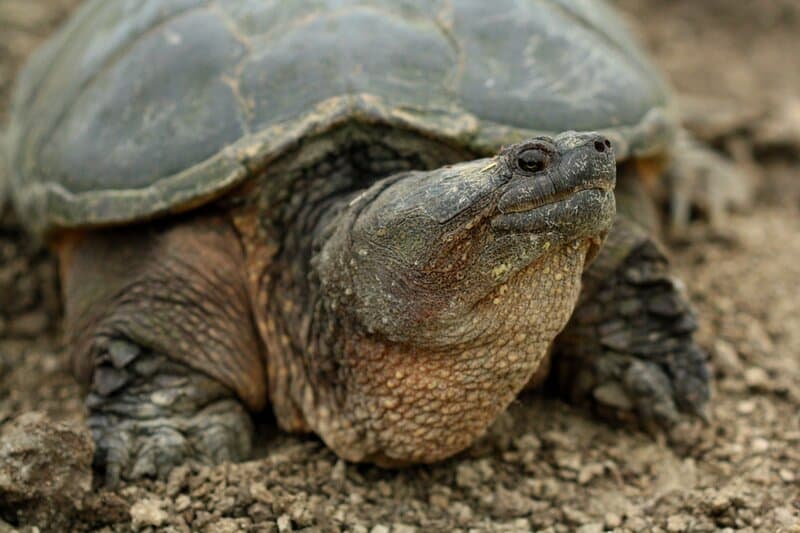 Are There Snapping Turtles on Long Island? A Comprehensive Exploration ...