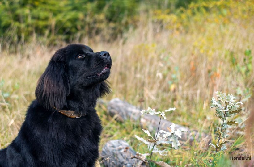 Werkhondenrassen