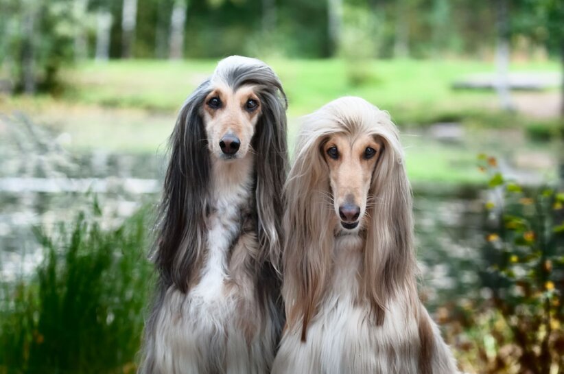 Windhond Hond