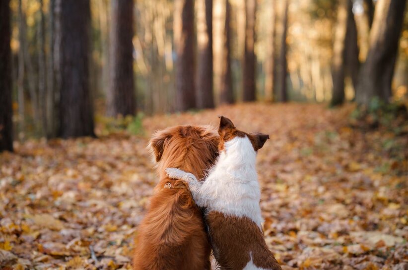Schattige Hondenrassen Medium Best Medium Sized Dogs: Top 10 Breeds To