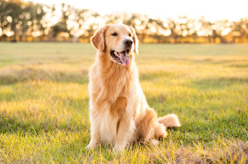 Gouden Retriever Gouden