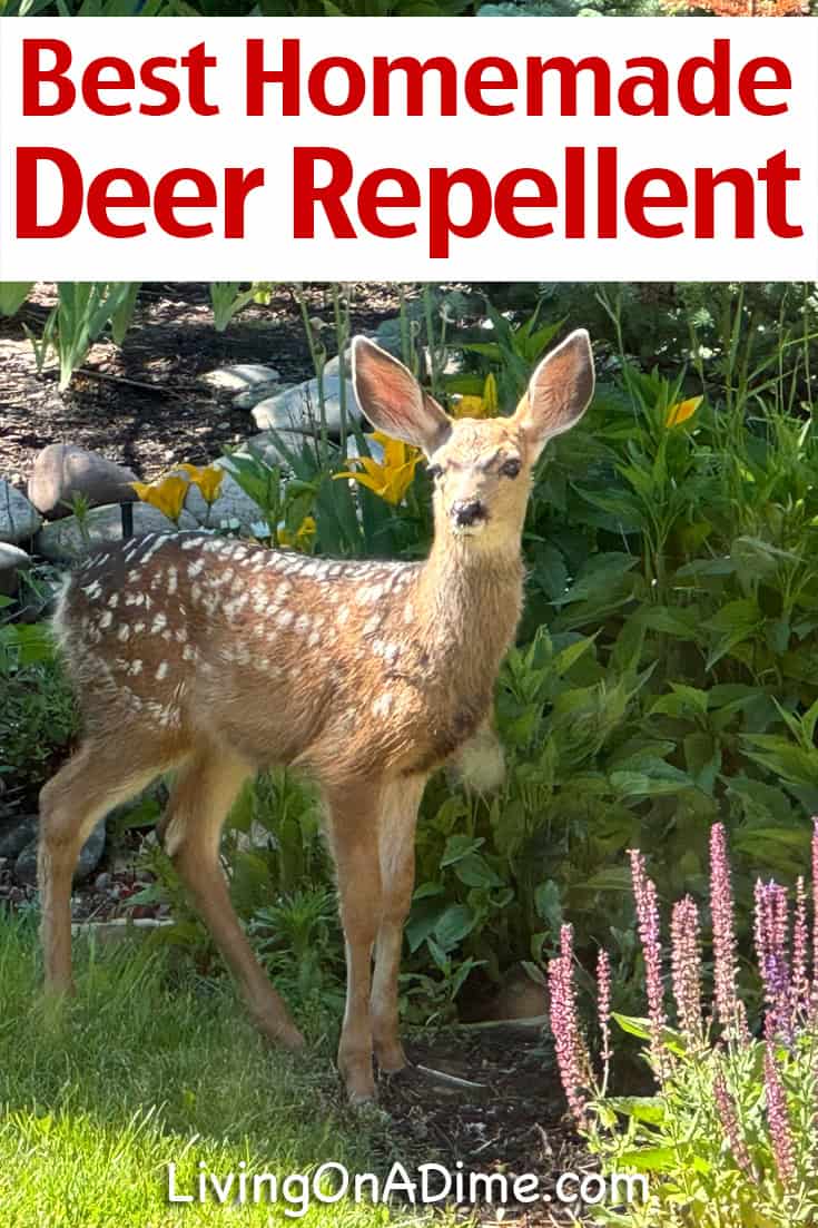 Homemade Deer Repellent For Trees Homemade Deer Repellent And How To