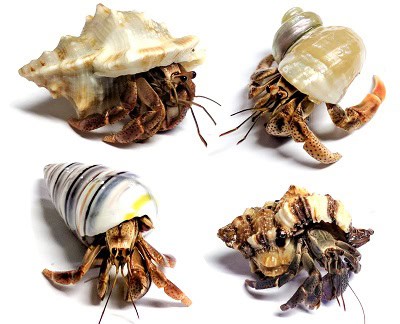 Pet Hermit Crab Without Shell