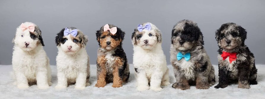 sheepadoodle miniature