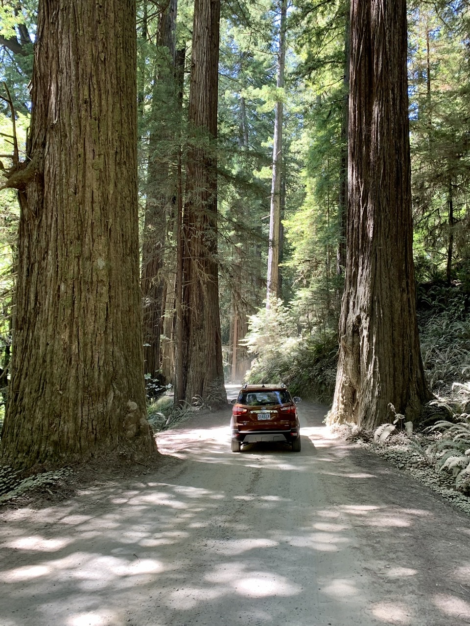 Redwood Forest Oregon