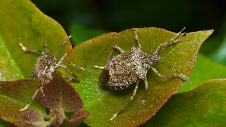 12 Common Summer Bugs and How to Keep Them Away