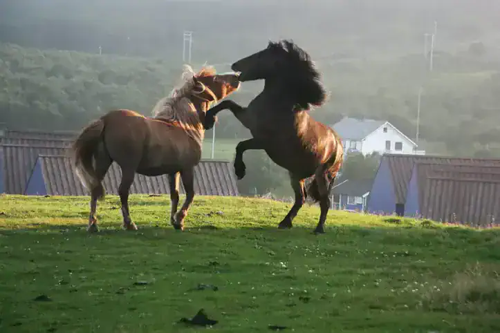 Horses Playing