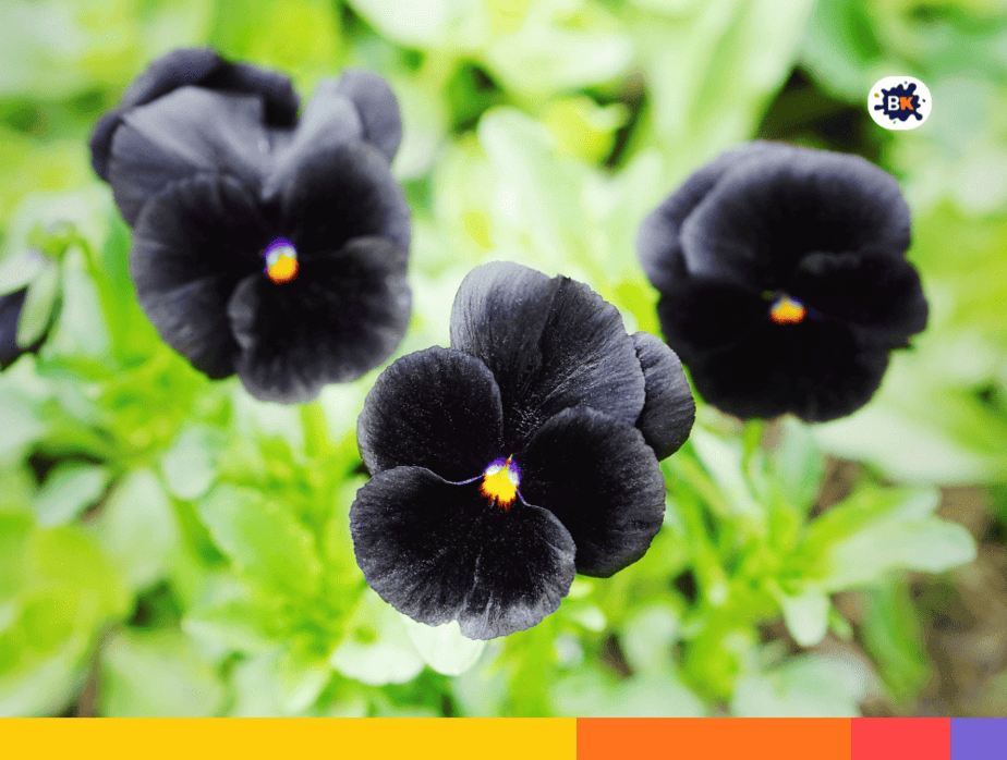 black natural objects