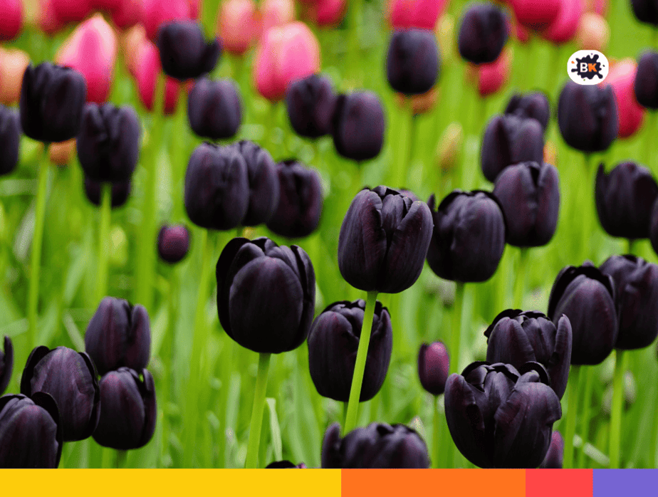 black natural objects